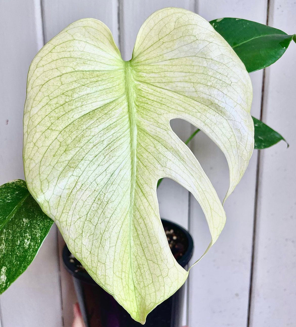 Monstera – The Rare Plantation Nz