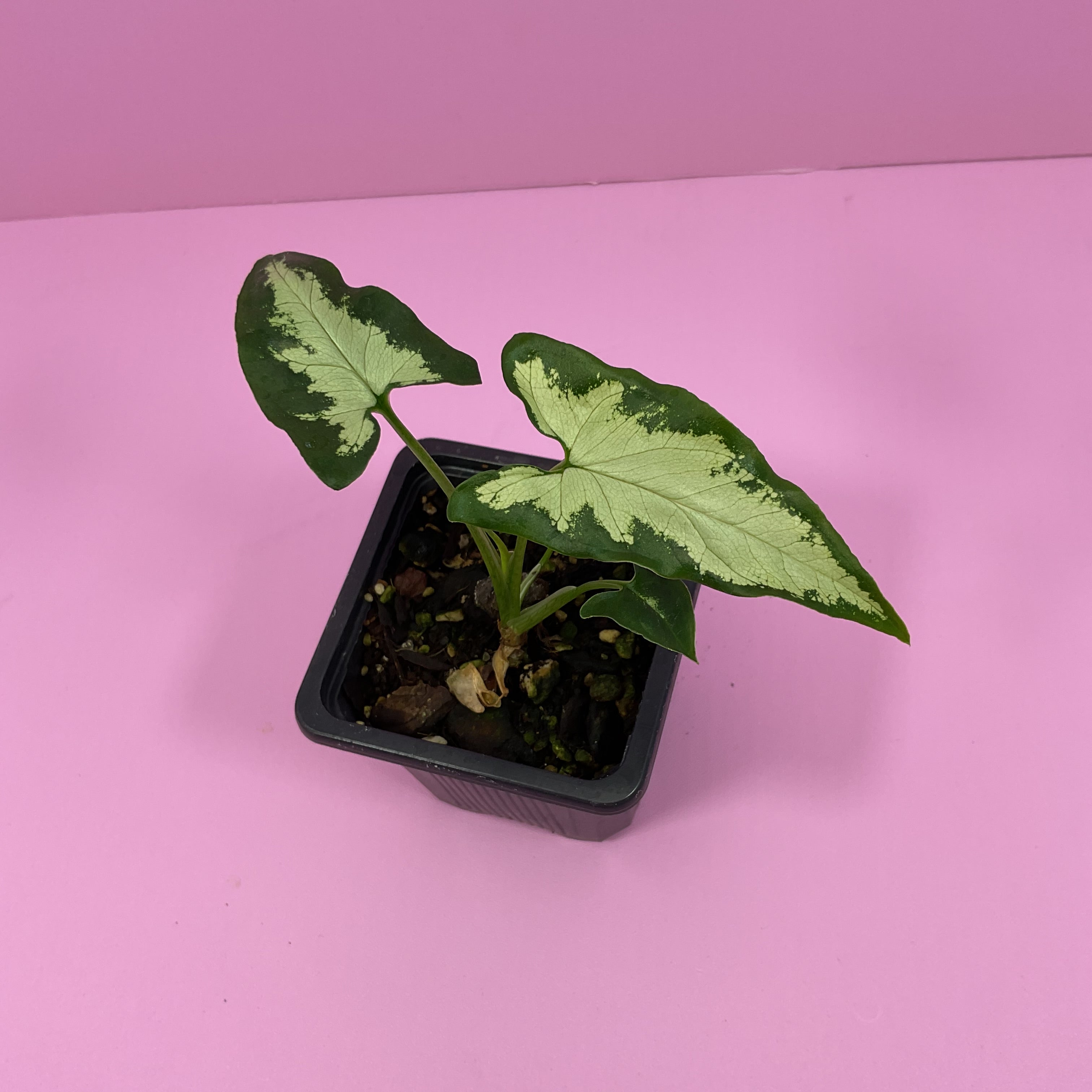 Syngonium Little Stars – The Rare Plantation Nz