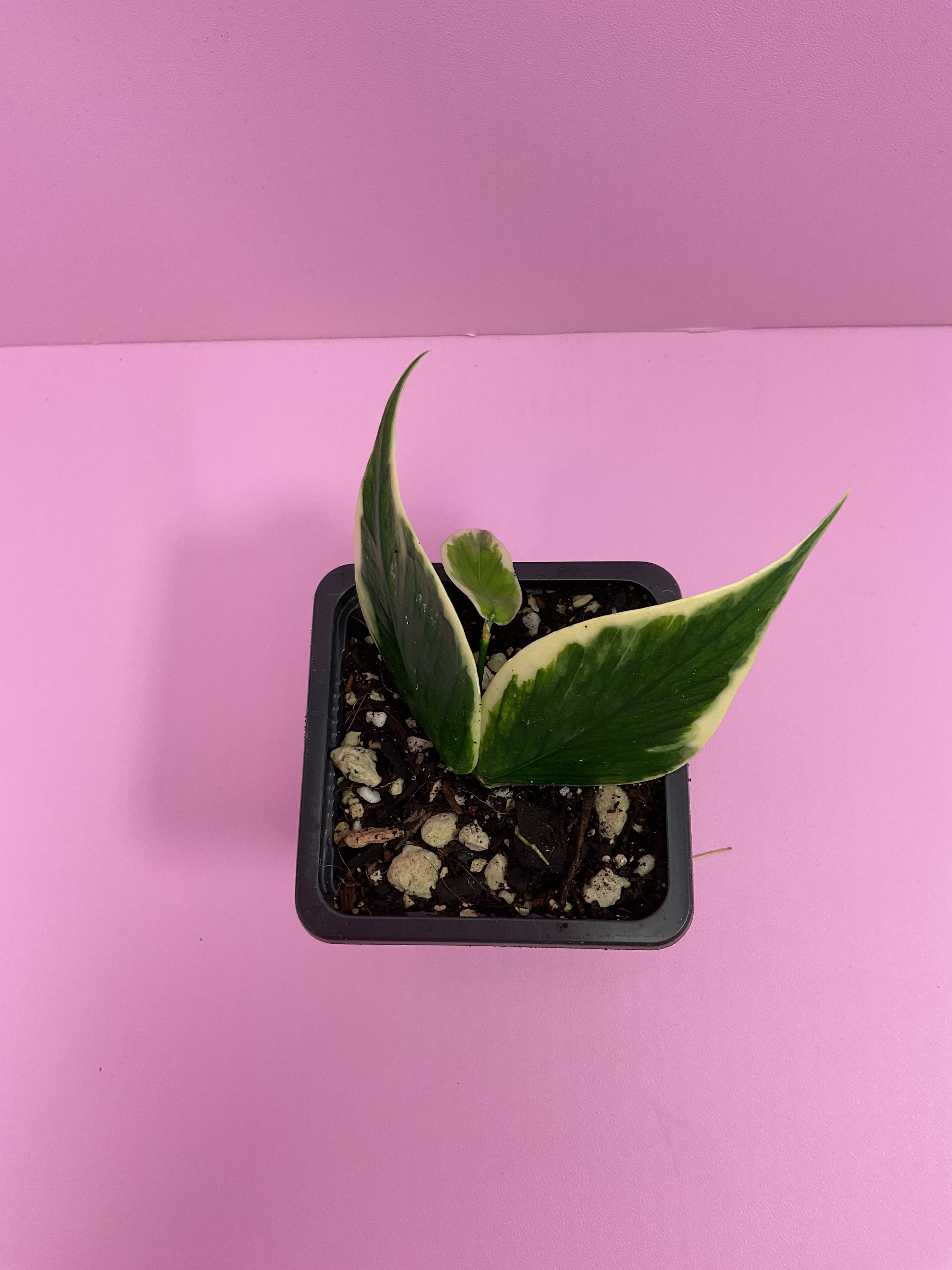 Hoya Fishtail Albo- Outer Variegated – The Rare Plantation Nz